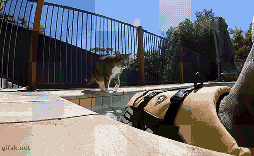 funny all the time: Funny animal gifs - part 199 (10 gifs)