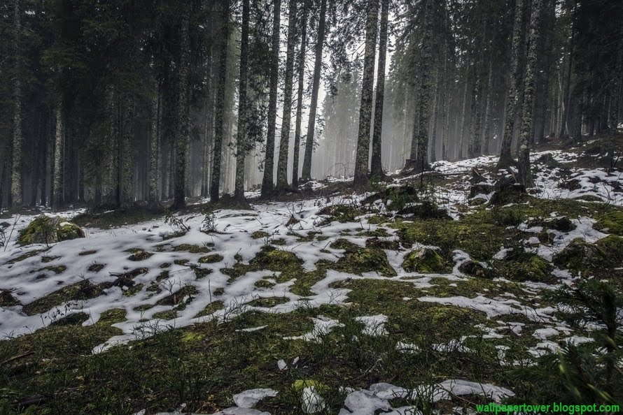 Snow Thawing Nature Forest - Wallpaper Tower