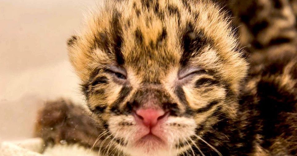 White Wolf : Two Cubs Born At Smithsonian Conservation Biology ...