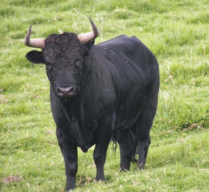 PANORAMA TAURINO DEL PERÚ: TOROS DE CAPIRO DE SONSÓN PARA CUTERVO 2015