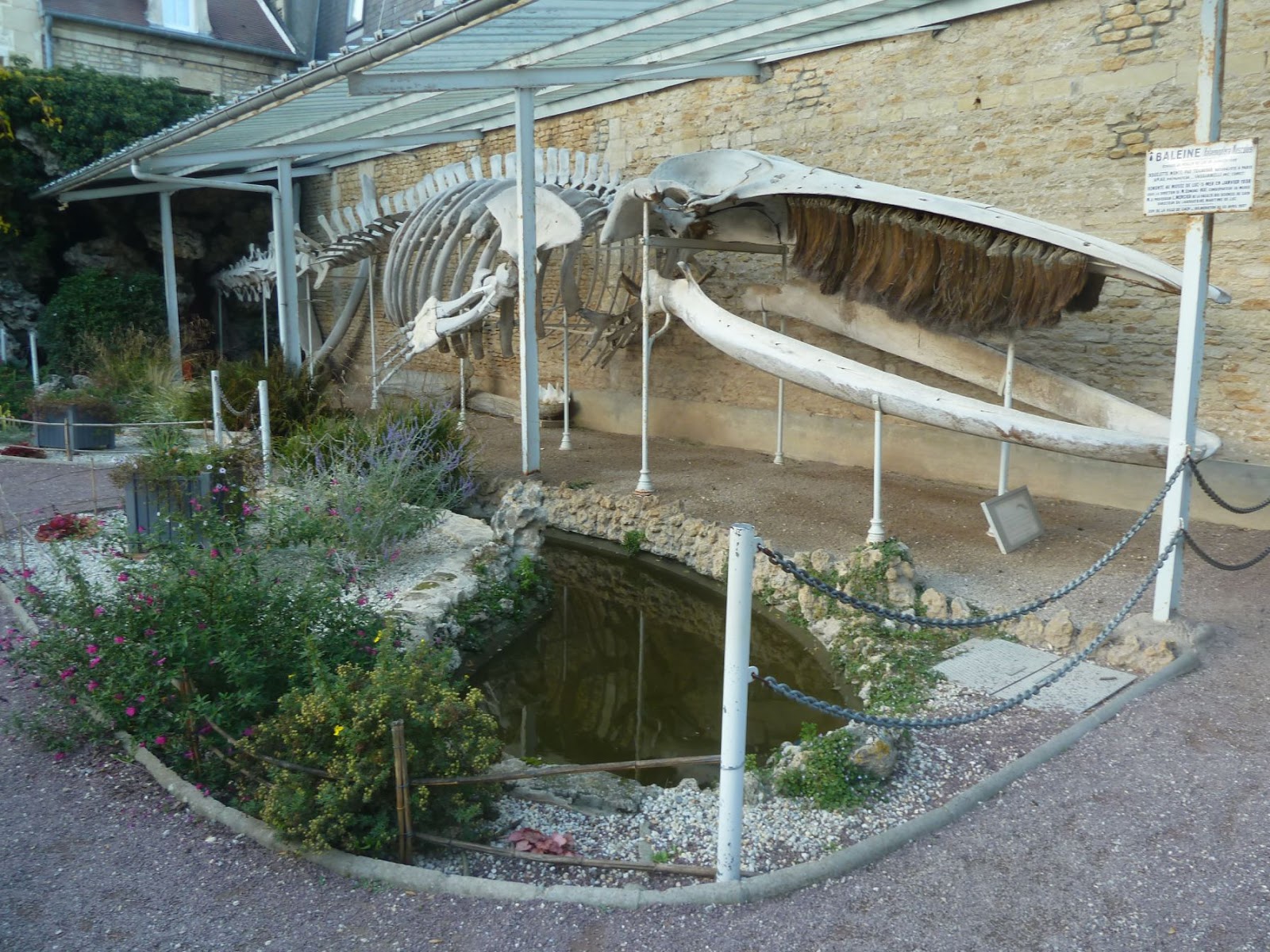 Bursledon Blog: Baleine