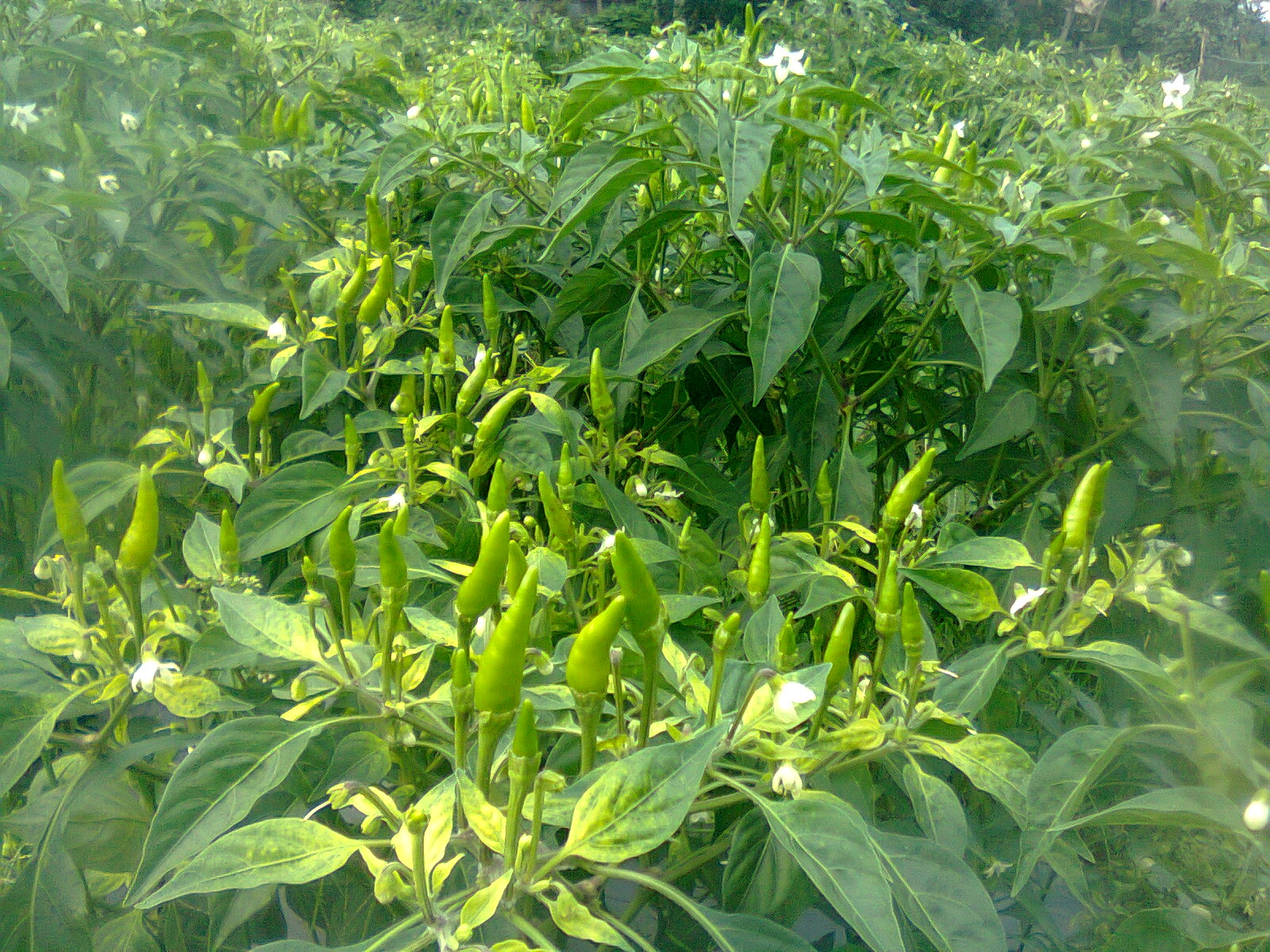 Foto-Foto Pohon Cabe Yang Subur dan Berbuah Sangat Lebat. - Tips ...