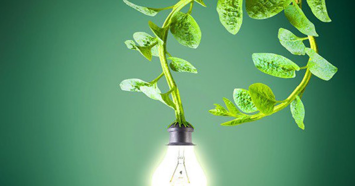 Dutch Harvest Electricity From Living Plants To Power Streetlights, Wi ...