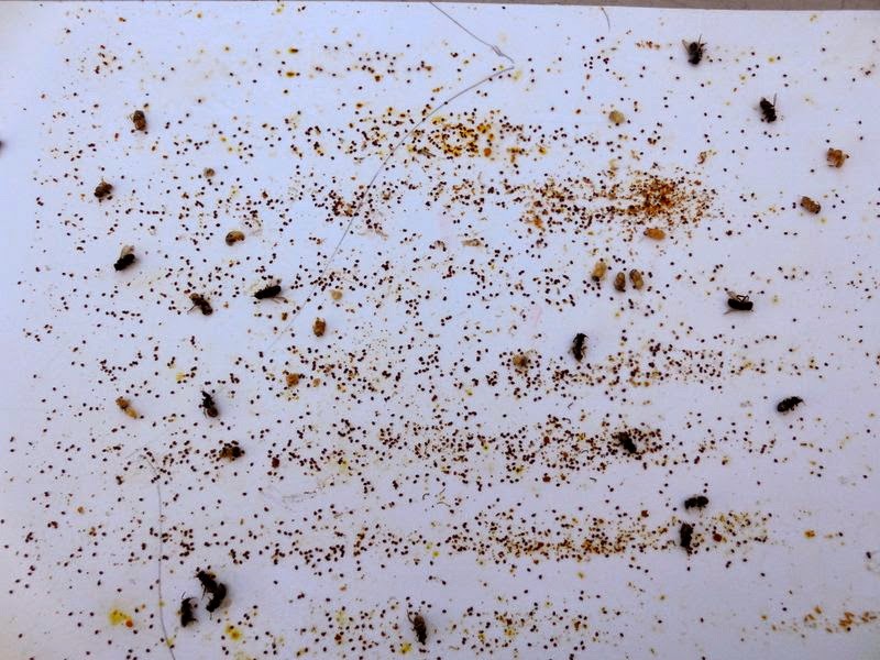 L'Association MAIA : Test pour le varroa