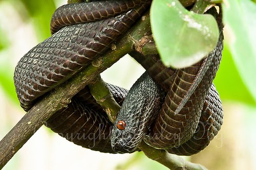 Life's Indulgences: Pit Vipers of Singapore