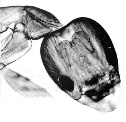 God and Brain: Deborah M. Gordon, Ants and brain neurons