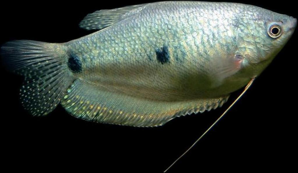 PLANETA PEIXES: Tricogaster