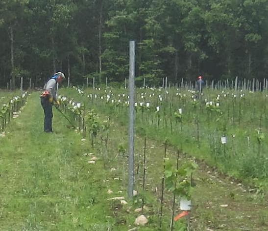 EnoViti: Grape Hoe: Catch 22