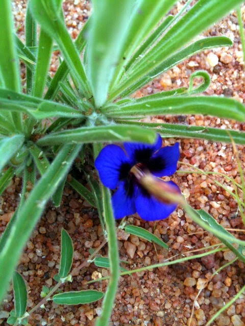 Thoughts from Botswana by Lauri Kubuitsile: Botswana's Wildflowers