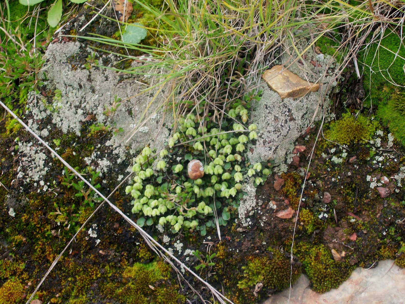 Un pedazo de mi tierra