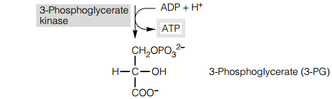 Metabolisme glikogen melalui malat shuttle dan G3P shuttle ~ Scientists ...