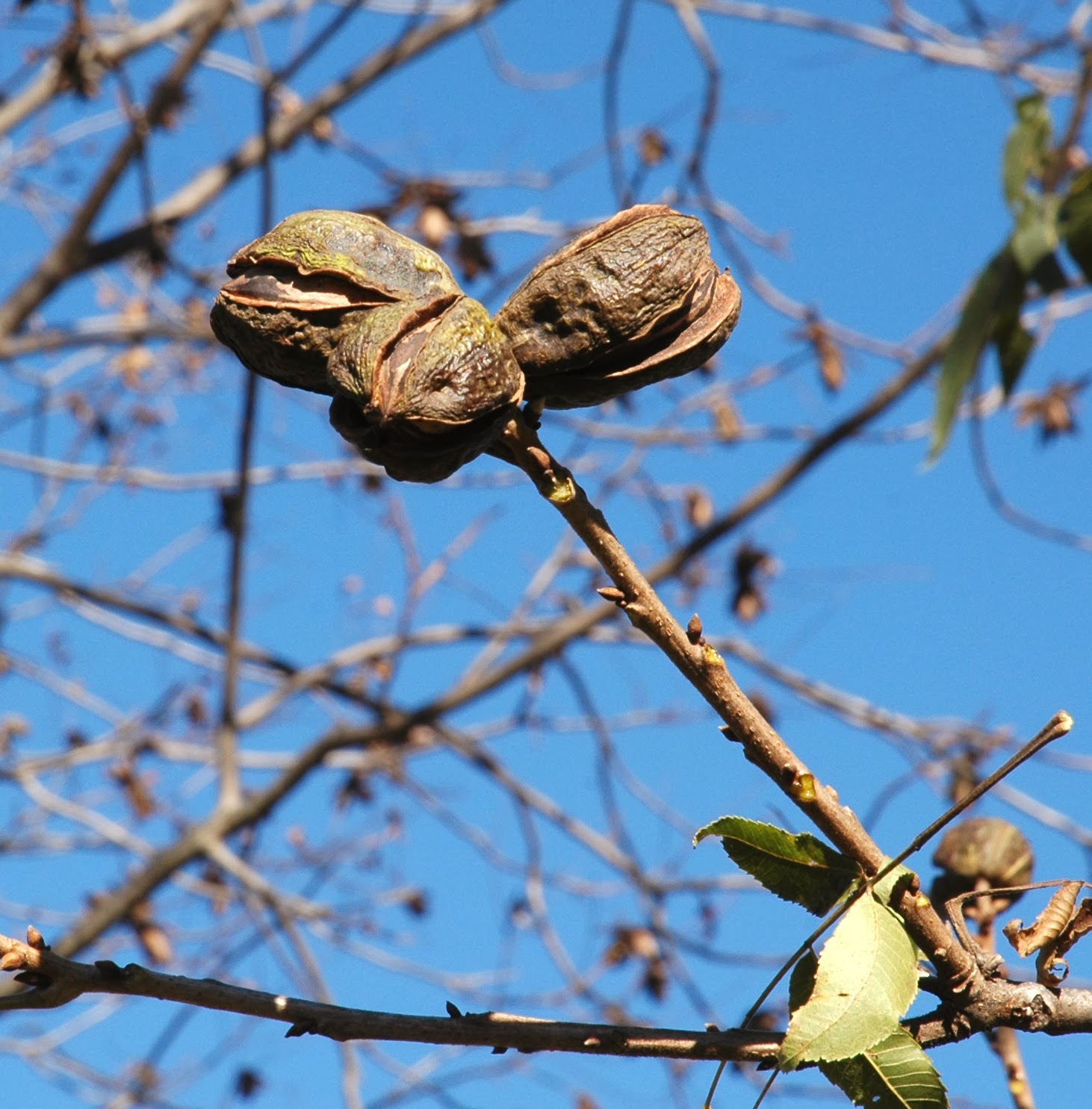 Northern Pecans: 2013