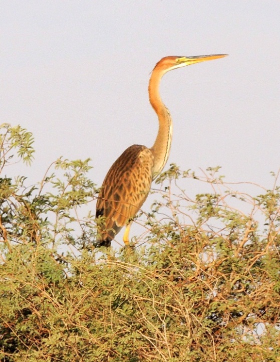 Birding for a Lark: Larger birds in south and east of Riyadh