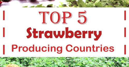 Top 5 Strawberry Producing Countries