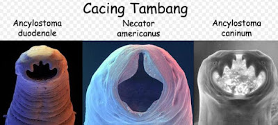 Larva cacing tambang (Necator americanus) menginfeksi tubuh manusia melalui....
