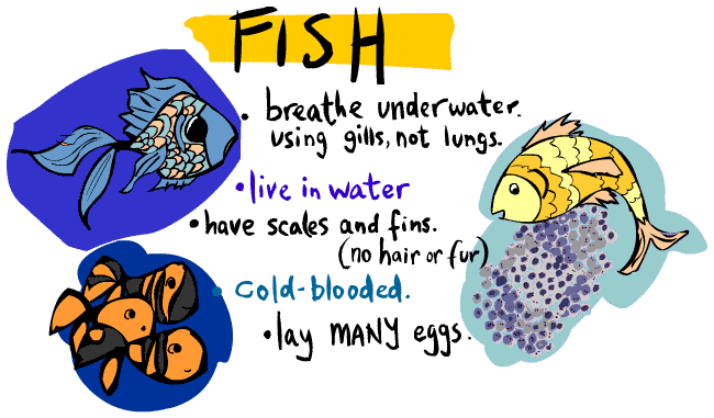 akshay: Mechanics and Dynamics of how fishes swim