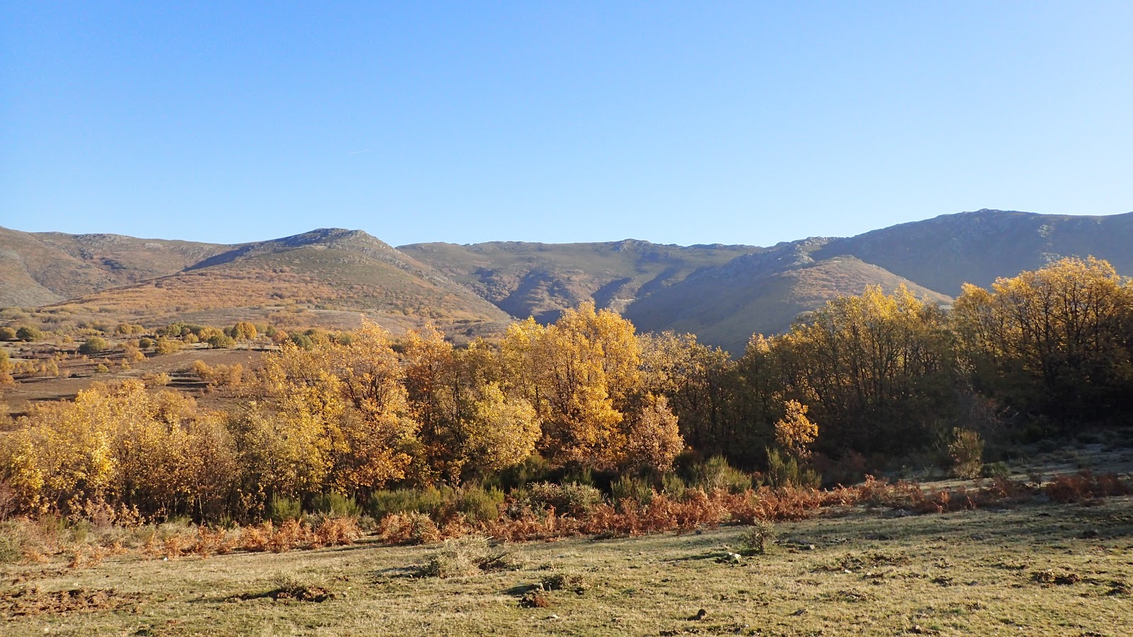 Wikiloc | Ruta Hayedo de la Pedrosa, Riofrío de Riaza