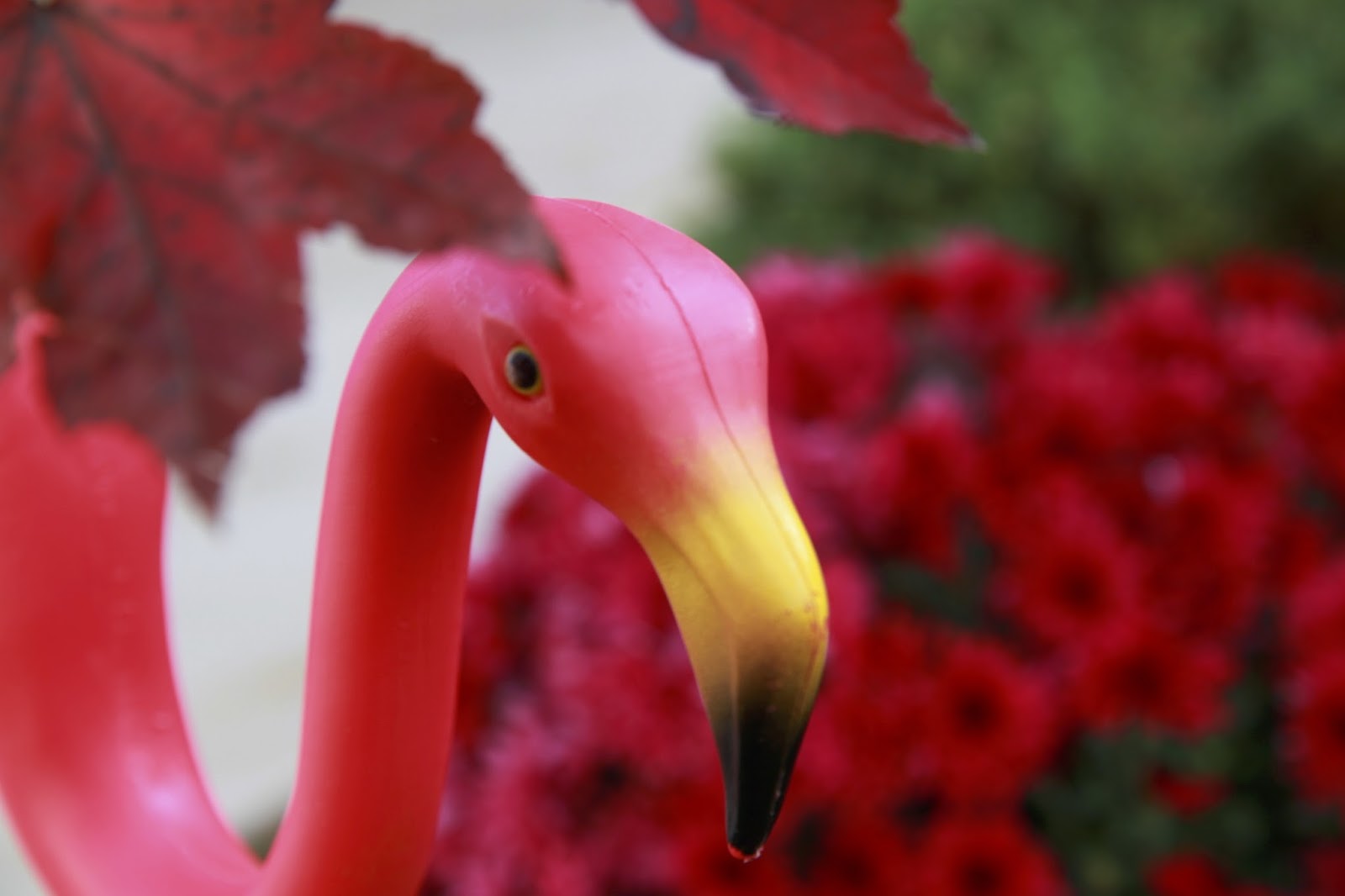 Autumn Walk @ Emerson: Flamingo Fridays!