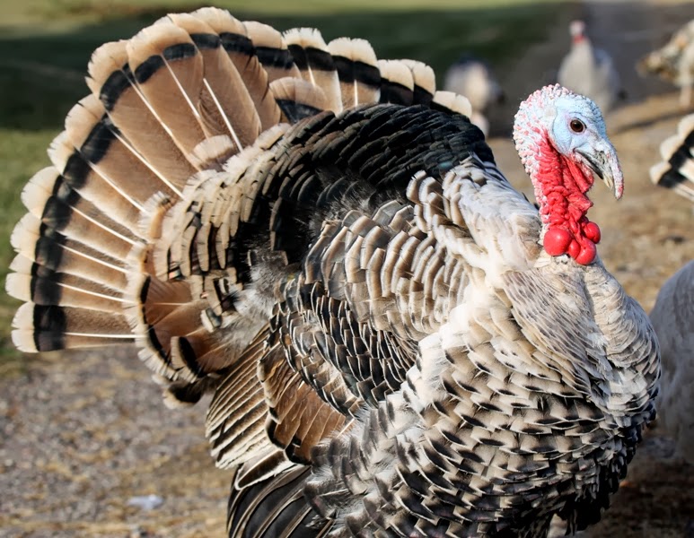 1000+ images about Turkeys on Pinterest | Turkey, Chocolate turkey and ...