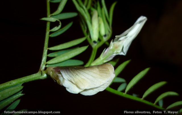 Flores y plantas silvestres: " Vicia lutea ". Arveja amarilla ...