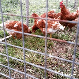 The Backroad Life: What does "free range" eggs mean?