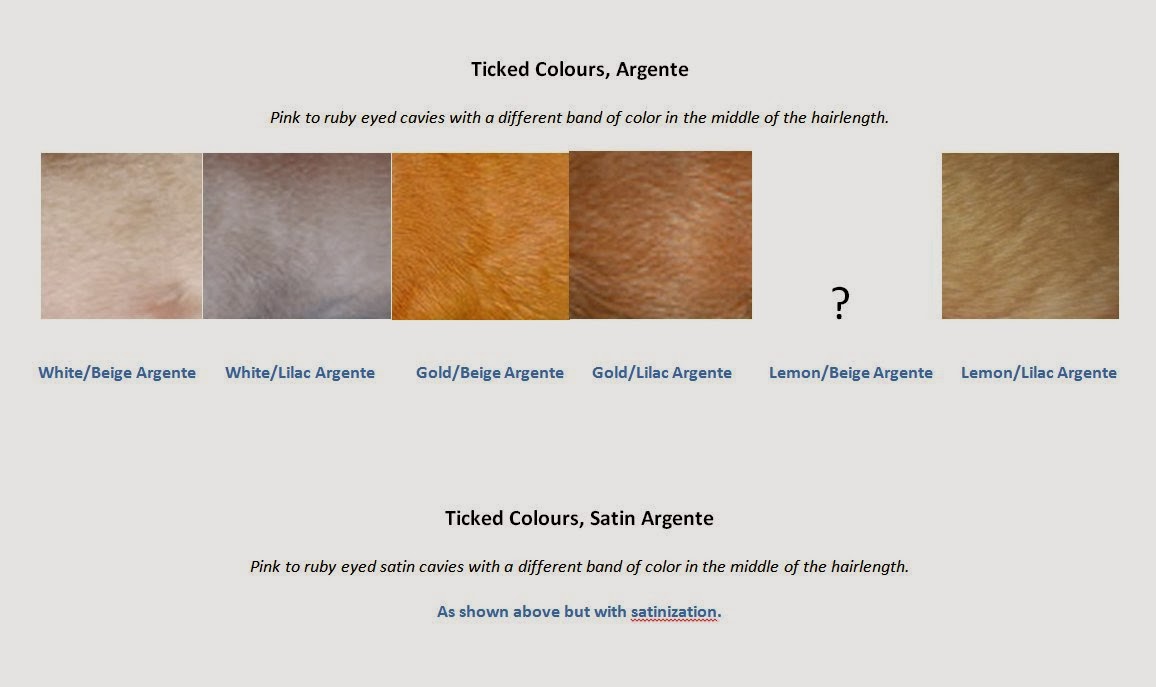 My Cavy Kingdom: Cavy Colours