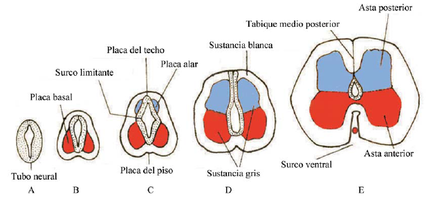 TEJIDO Y EMBRIOLOGÍA DEL SISTEMA NERVIOSO