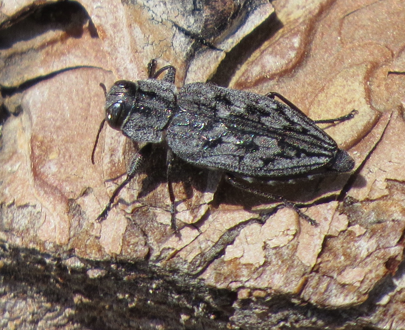 Longhorn Pine Beetle
