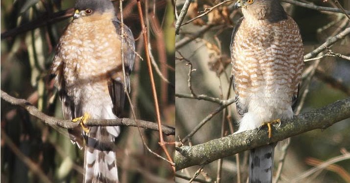 Bev's Nature Blog: Sharp-shinned or Cooper's?