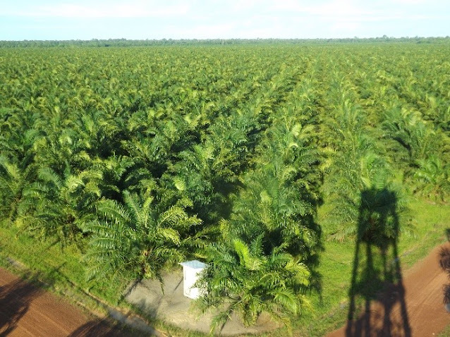 Dendê - Elaeis guineensis