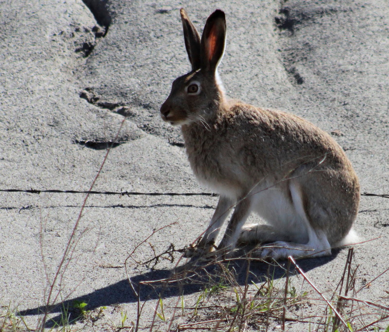 Still Life With Birder: White-tailed Jackrabbit