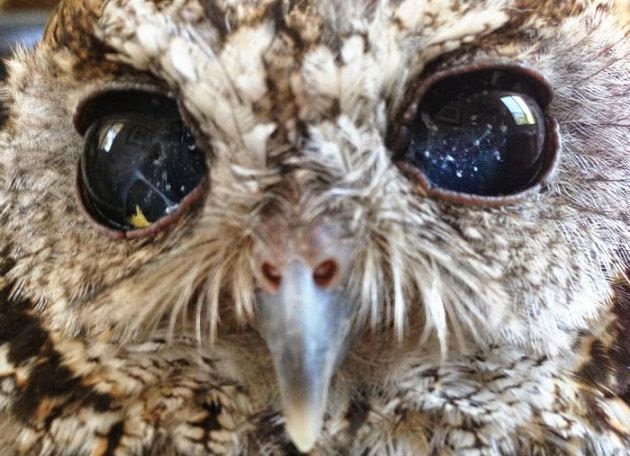 Conoce al increíble Zeus, el búho con ojos de cielo | CQN!