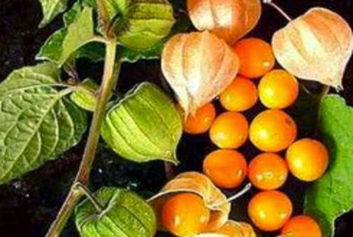 Manfaat Buah Ciplukan ~ Kumpulan Tips & Trik