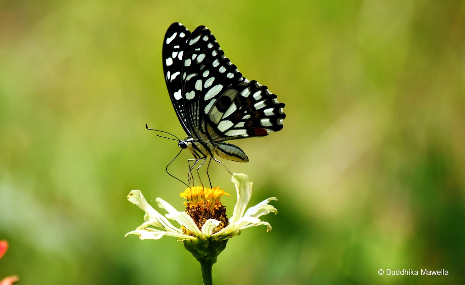 Lanka Nature Summary: Lime butterfly (Papilio demoleus)