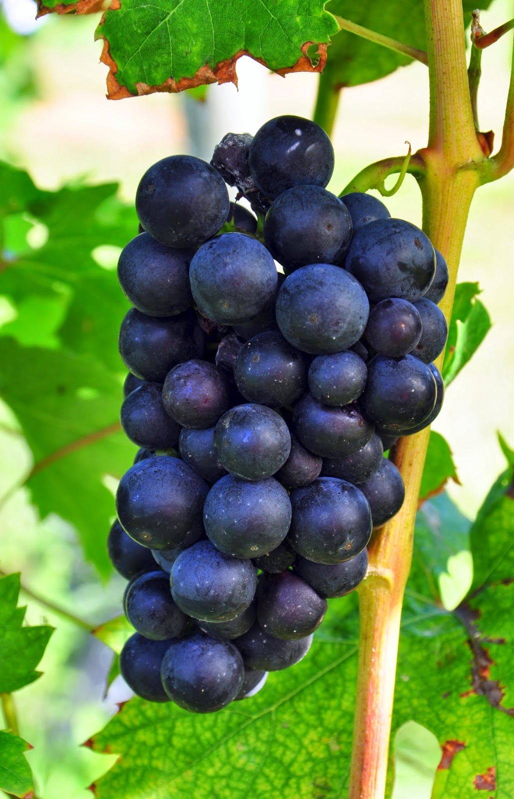 Great Grapes 5k Series: Elk Run Vineyards - MidAtlantic Daytrips