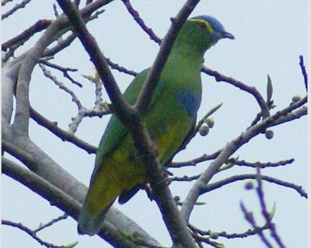 Mengenal Burung Walik Topi Biru | Burung Gue