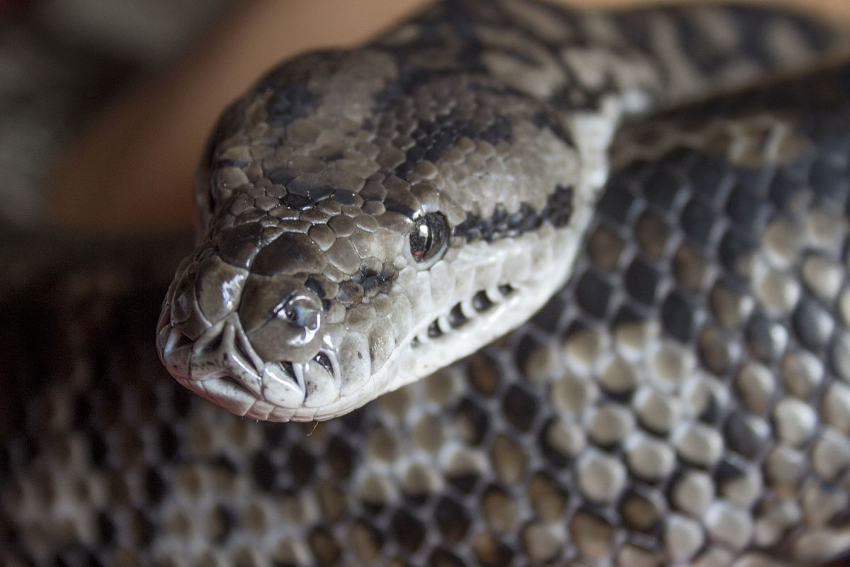 Making A Difference Carpet Snake making-a-difference-carpet-snake
