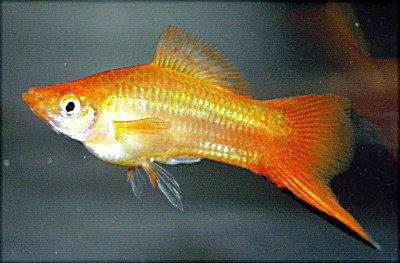 Shamudra Bilash: Sword Tail & Molly Fish