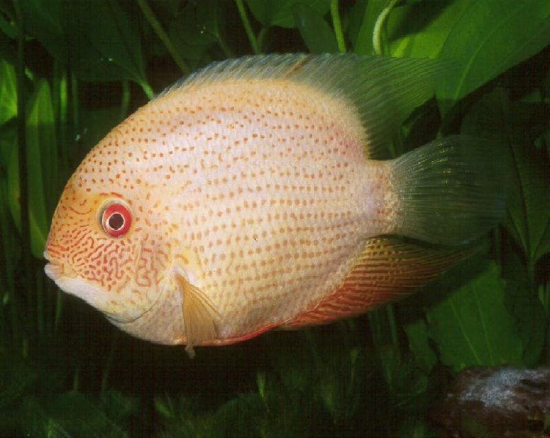 Budidaya Ikan Severum (Banded Chidhlid) - cara ternak ikan