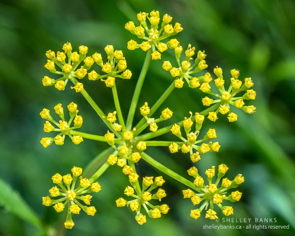 Prairie Wildflowers: Yellow