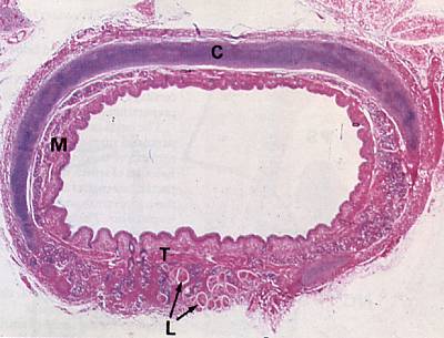 Adillafitra Evand's Blog: Gambaran Histologi Sistem Respirasi