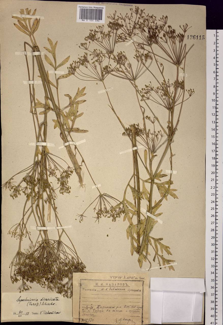 Всё о бегониях и не только...: Сапожниковия растопыренная ...