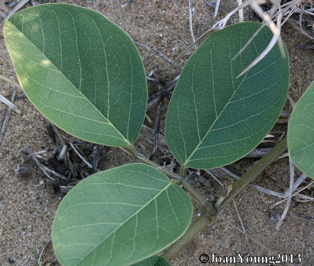Natures World of Wonder: Beach Bean (Canavalia rosea)