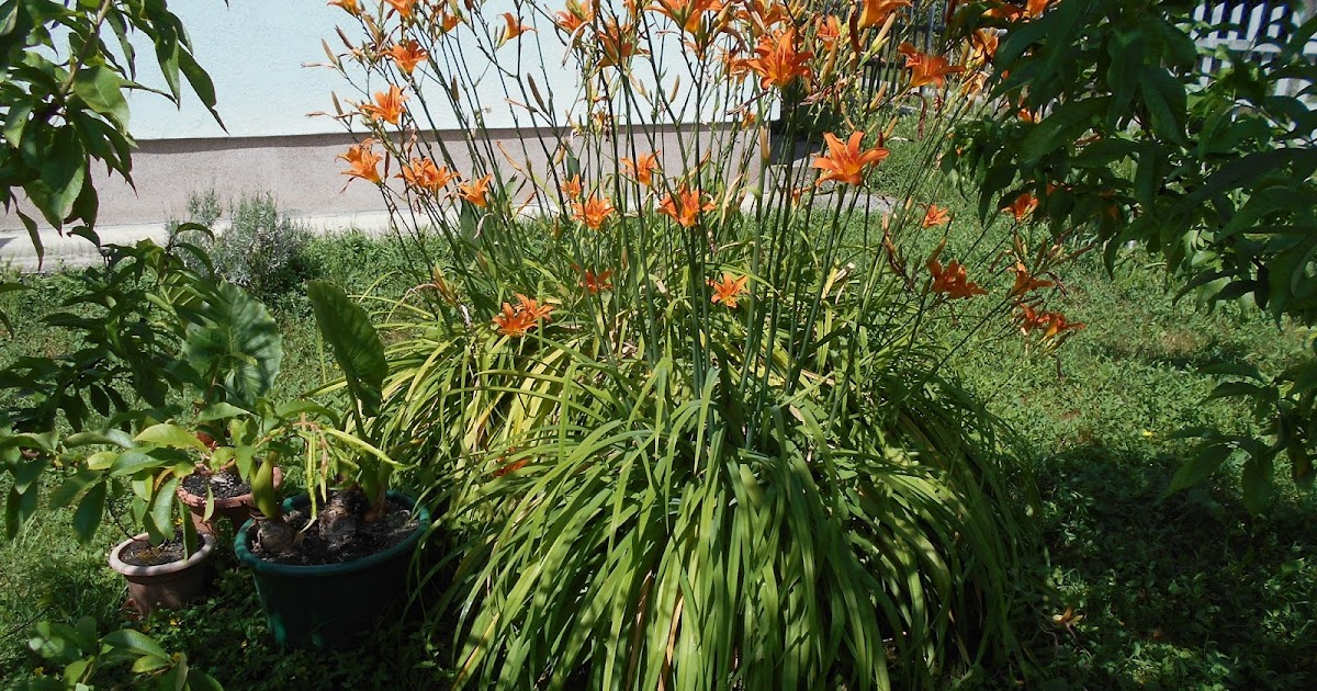 Bila mama Kukunka,bio tata Taranta: A nakon slikovnice...