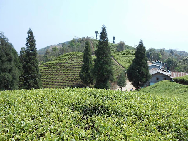 सम्पूर्ण अगन्तुक हरुलाई ईलाम जिल्ला हार्दिक स्वागत गर्दछ : Panitar Tea ...