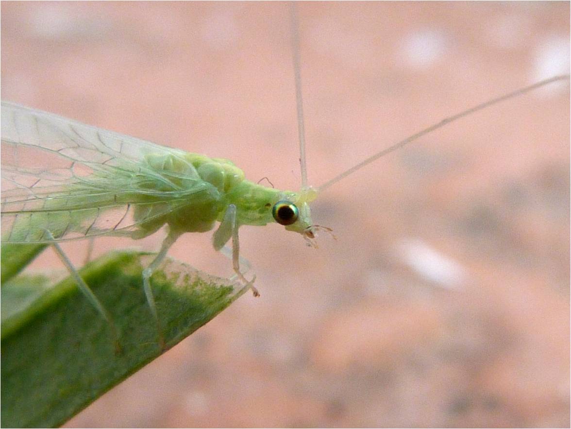 Insects of Scotland: Lacewings/Scorpion Flies