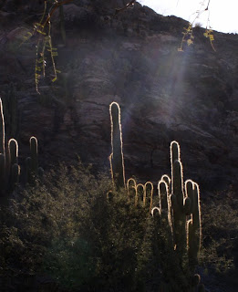 Pollinators: Pollinators, the night shift