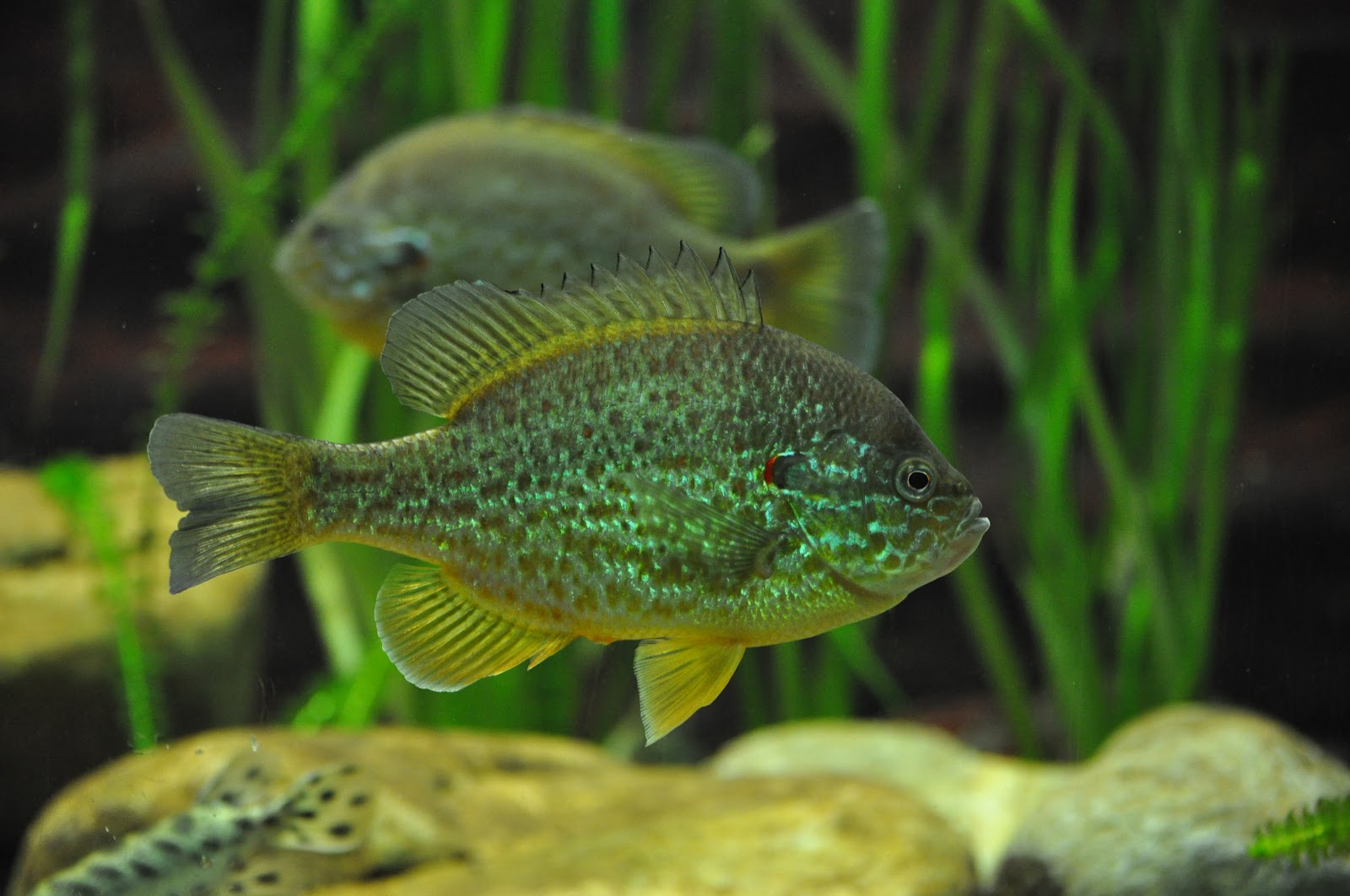 Peces y plantas ornamentales: Lepomis Gibbosus - Perca sol