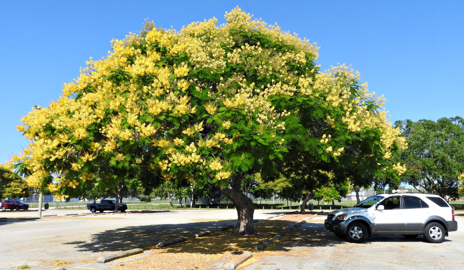 Yellow Flamboyant Tree