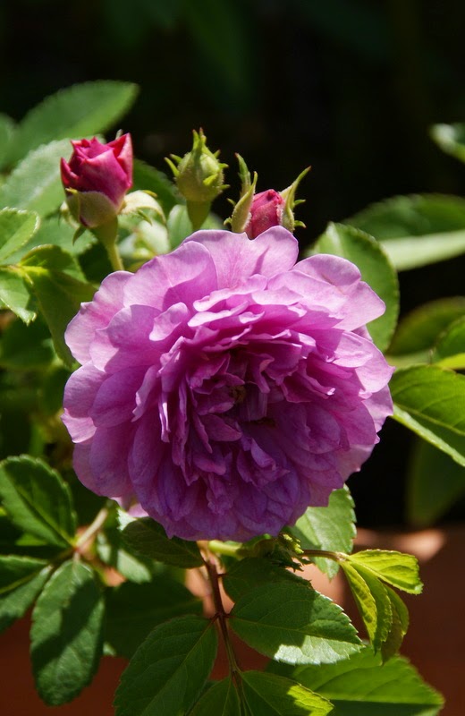 Organic Garden Dreams: August Roses